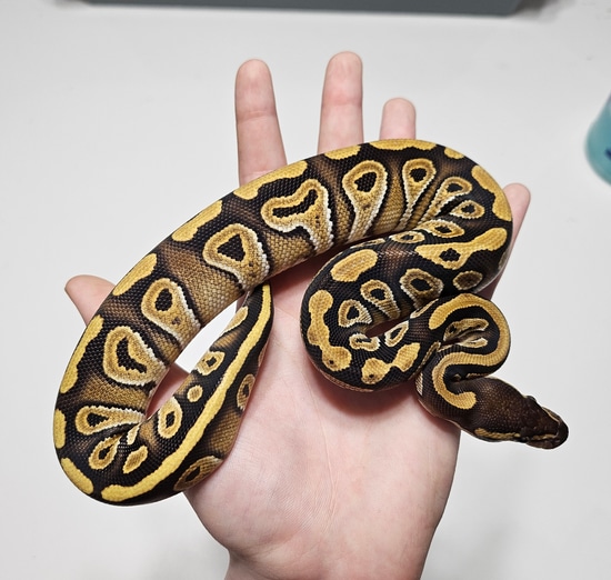 Phantom Pos Het Pied Ball Python by Leveled Up Exotics