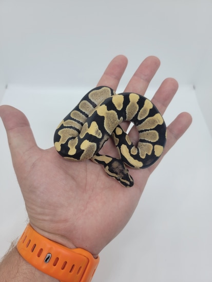 Desert Ghost Het Hypo Ball Python by Leveled Up Exotics