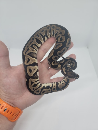 Lori Het Clown Ball Python by Leveled Up Exotics