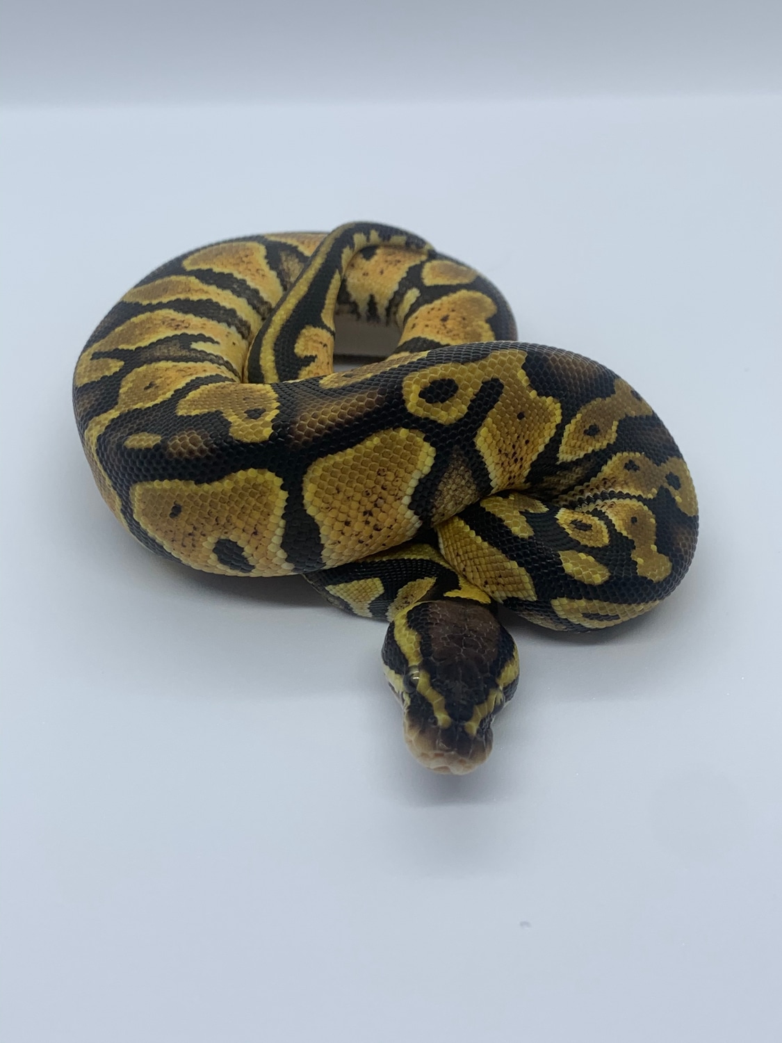 Citrus Pastel Red Gene Ball Python by Royal Nerds LLC - MorphMarket