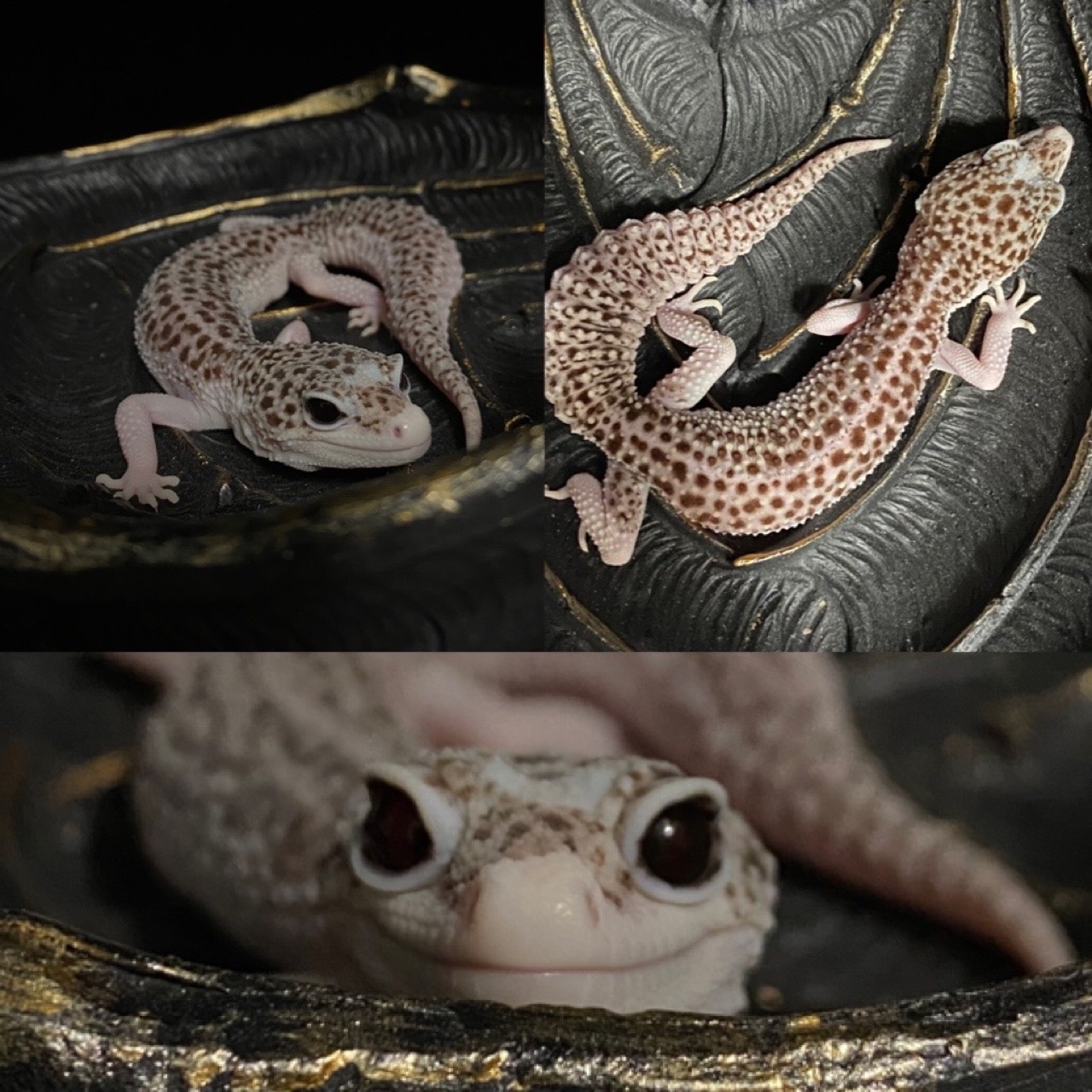 Total Eclipse Leopard Gecko by Leviathan Exotics - MorphMarket