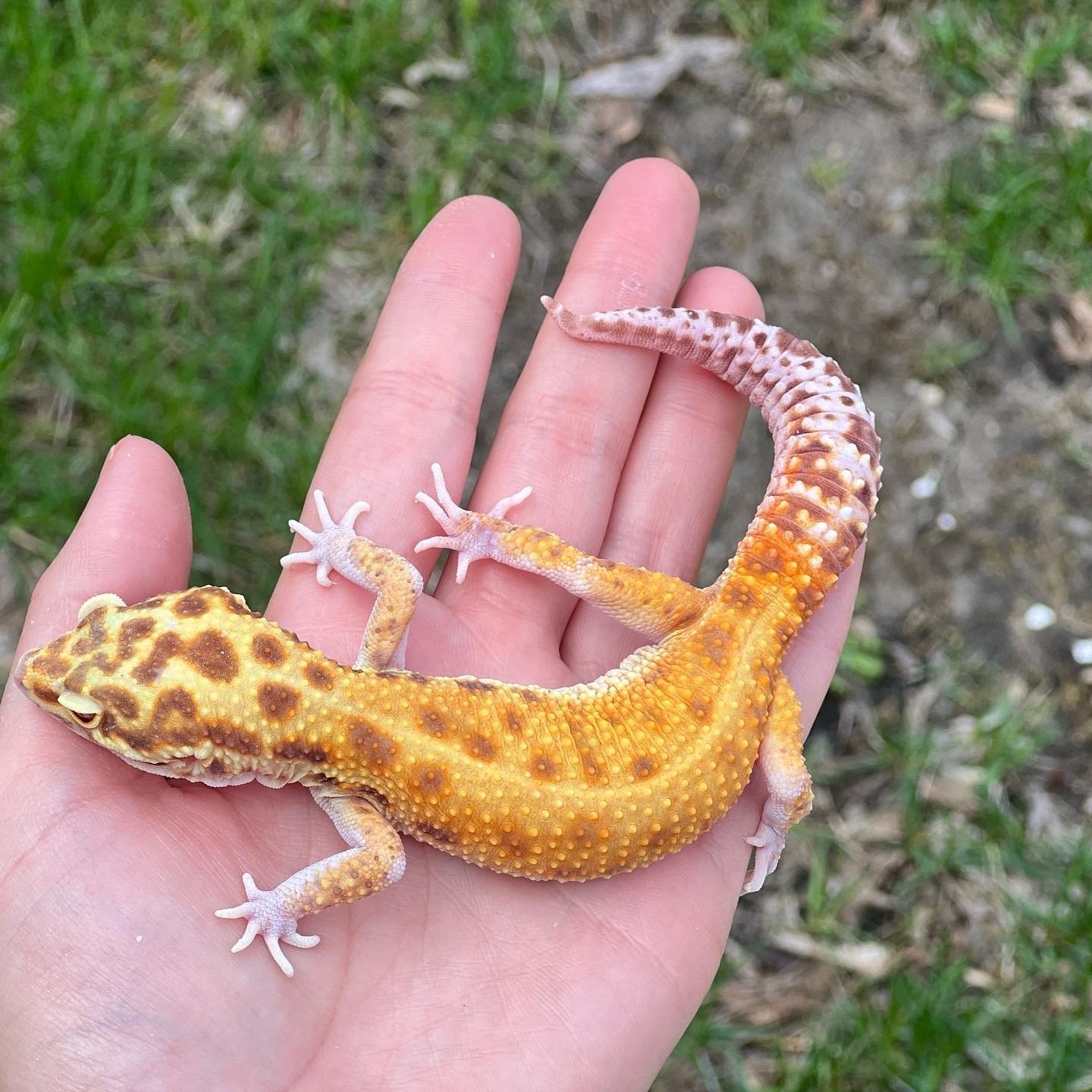 Tangerine Raptor Leopard Gecko by Leviathan Exotics - MorphMarket