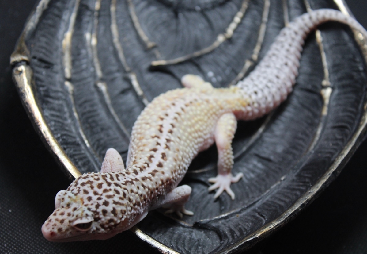 Ghost Mack Snow NKH Leopard Gecko by Leviathan Exotics - MorphMarket