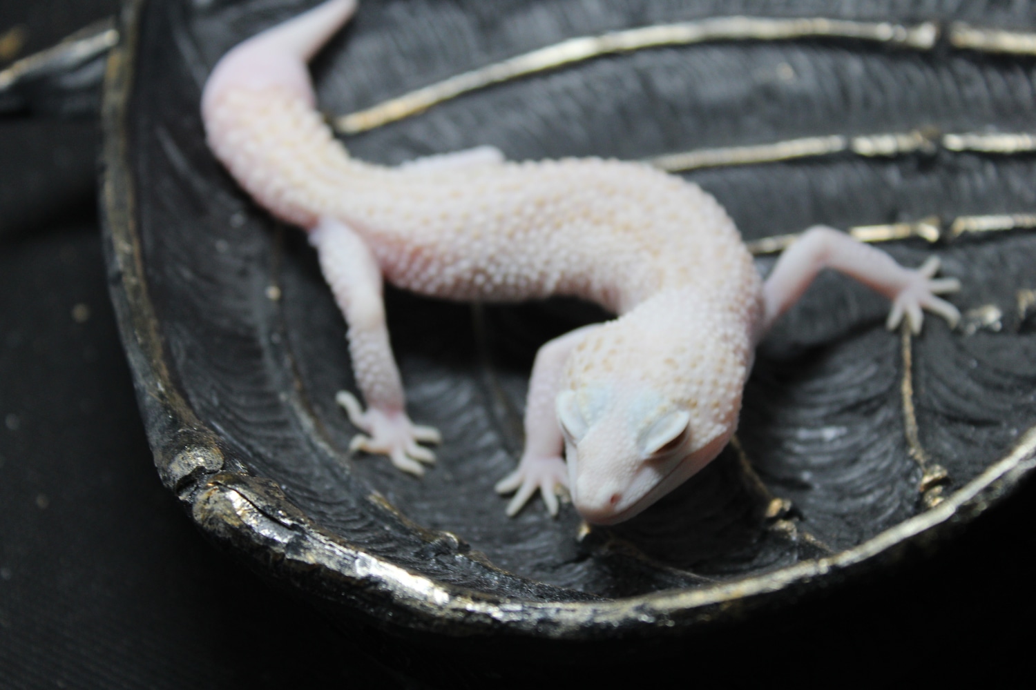 Super Raptor Pied FREE SHIPPING Leopard Gecko by Leviathan Exotics ...