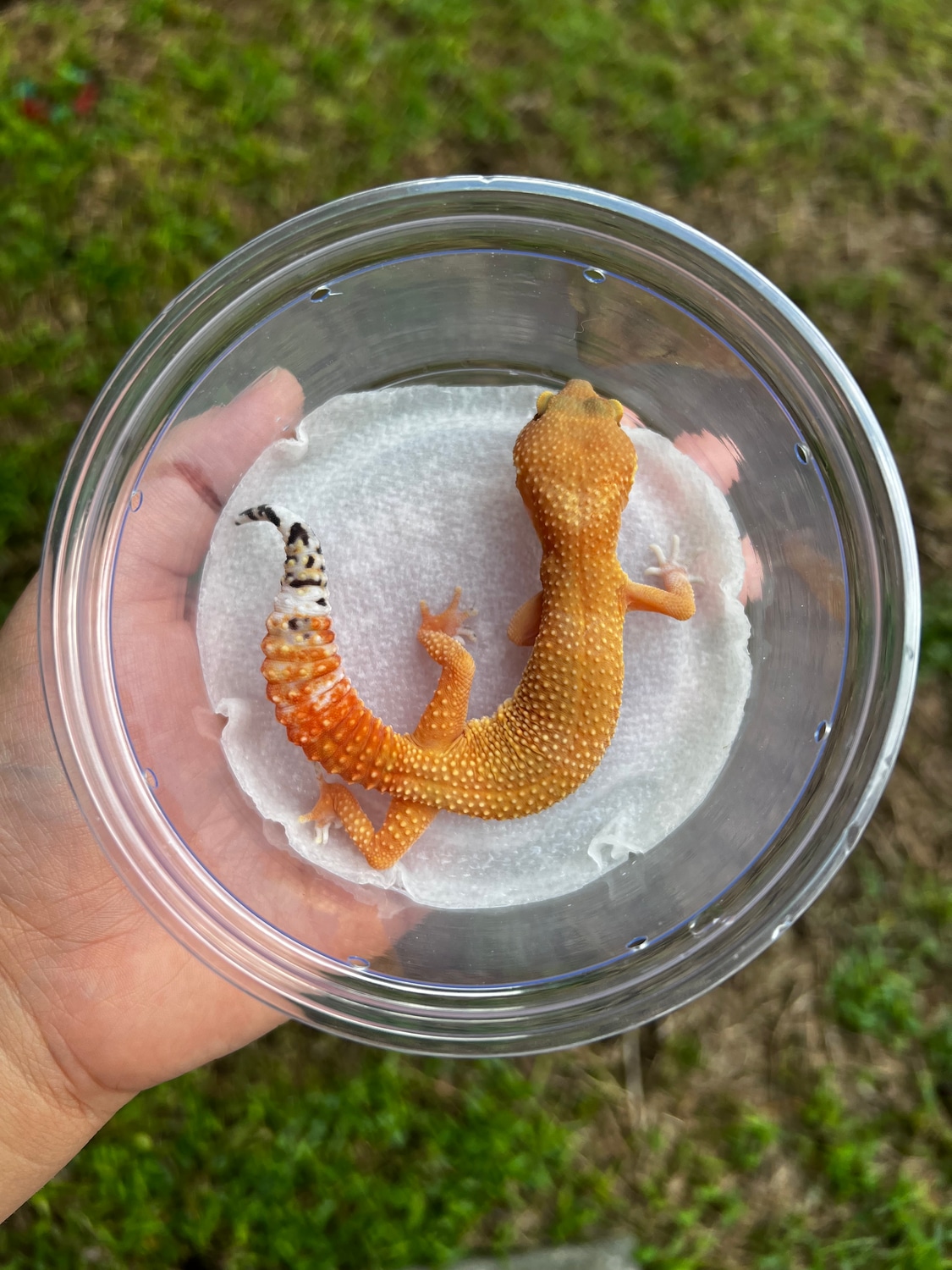 Mandarin Tangerine NKH Leopard Gecko by Leviathan Exotics - MorphMarket
