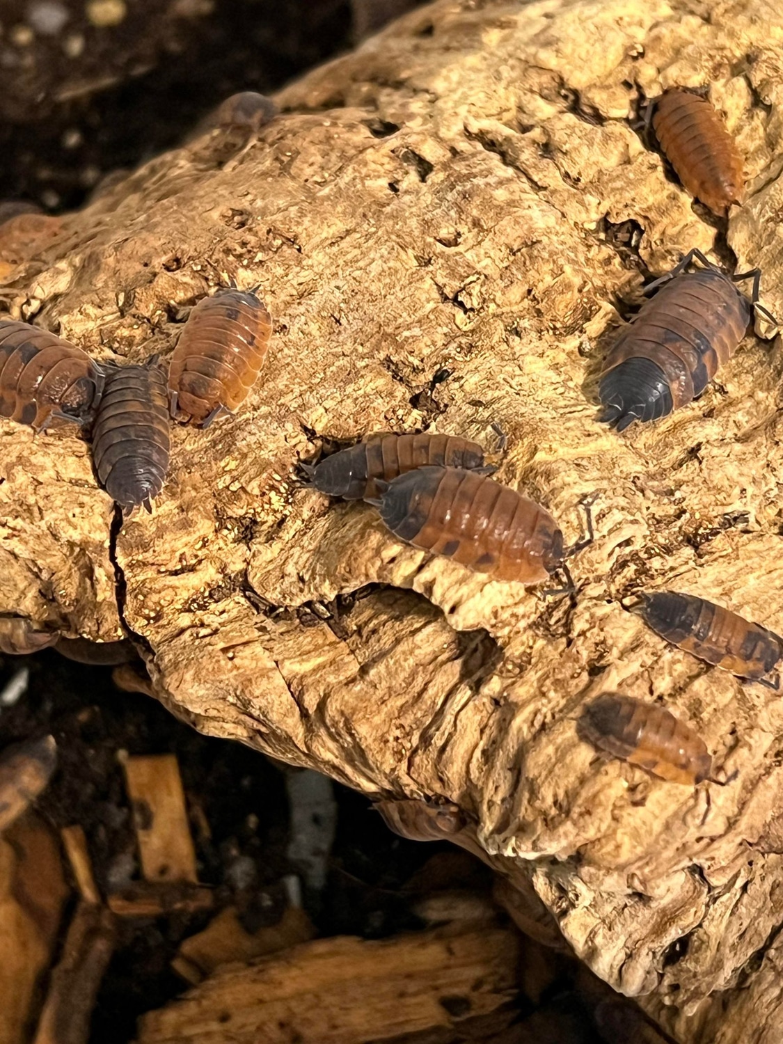 "Lava" Porcellio Scaber 10ct Isopod by Leviathan Exotics - MorphMarket