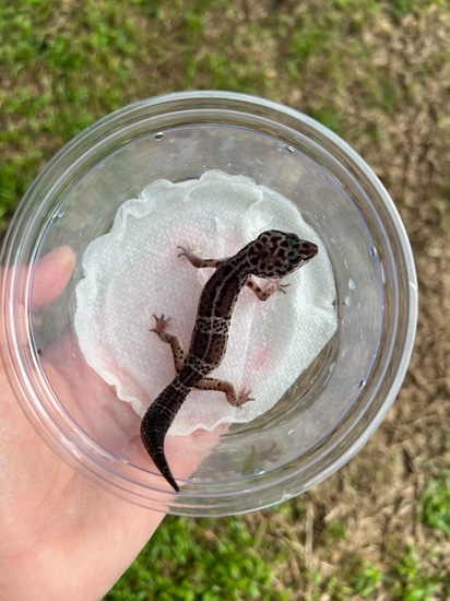 Black Night Ph Murphy’s Patternless Leopard Gecko by Leviathan Exotics