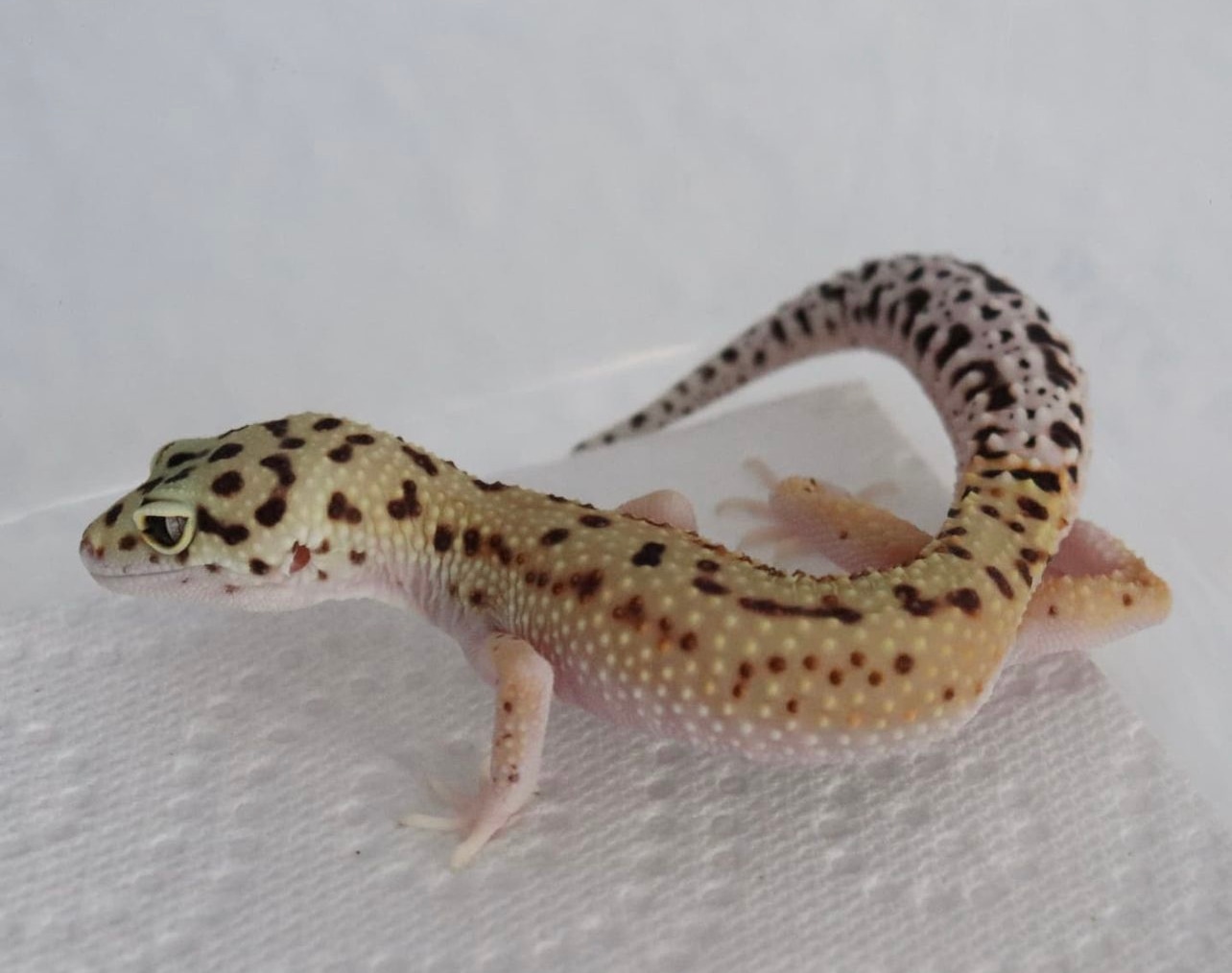 Eclipse Ph Tremper Leopard Gecko by Leviathan Exotics - MorphMarket