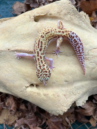 Radar Leopard Gecko by Leviathan Exotics