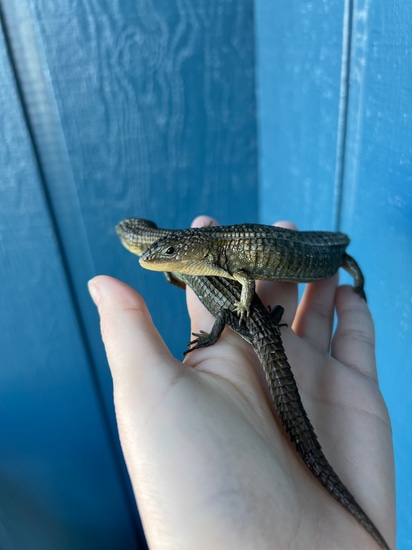 Barisia Imbricata Pairs Alligator Lizard by Leviathan Exotics