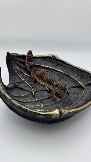 Black Night Ph Murphy’s Patternless Leopard Gecko by Leviathan Exotics