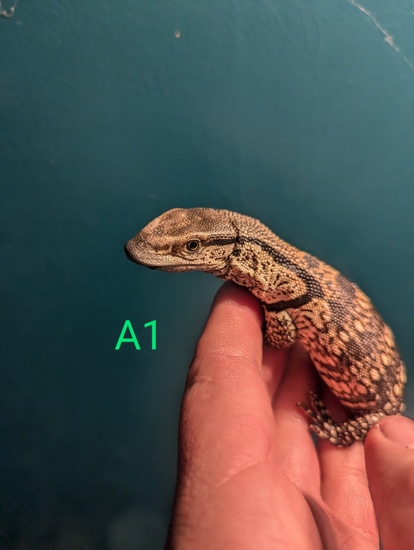 CBB White Throat Monitor ( Cape Banded X Mozambique) White-Throated ...