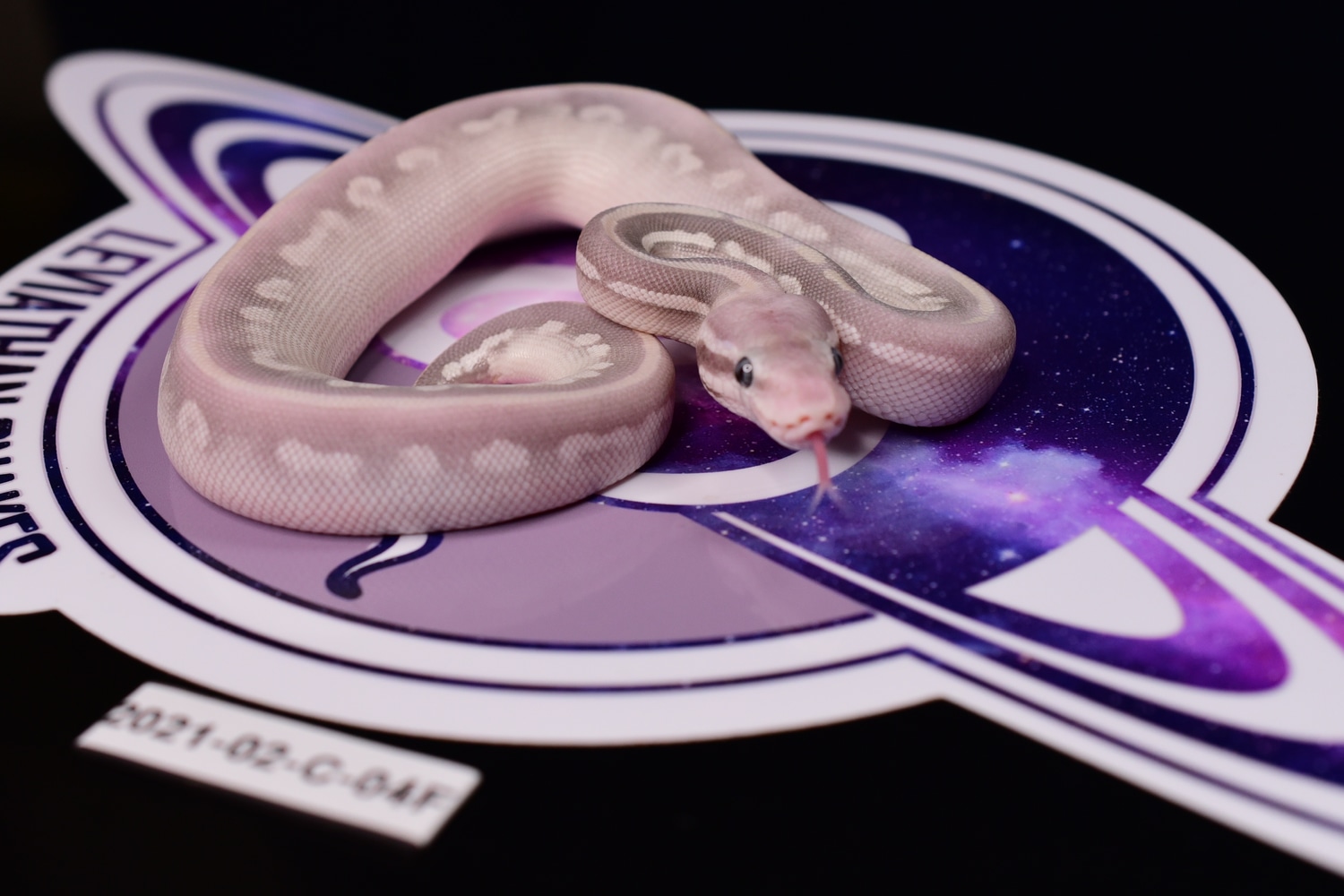 Pastel Mystic Potion Ball Python by Leviathan Snakes - MorphMarket
