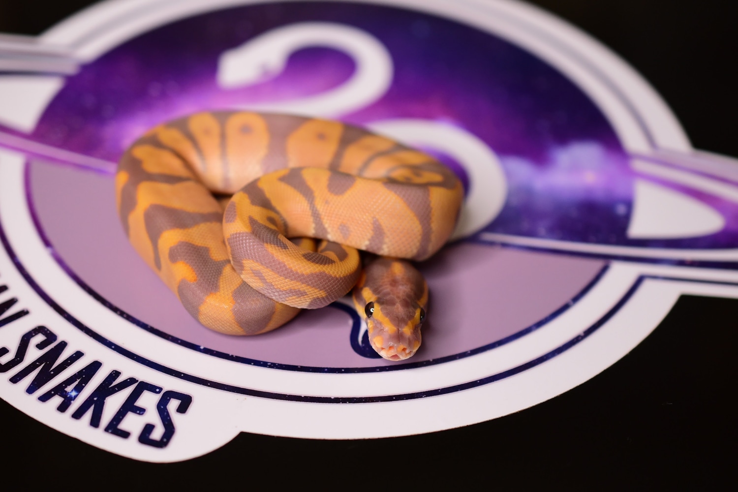 Banana Leopard Het Albino Ball Python by Leviathan Snakes - MorphMarket