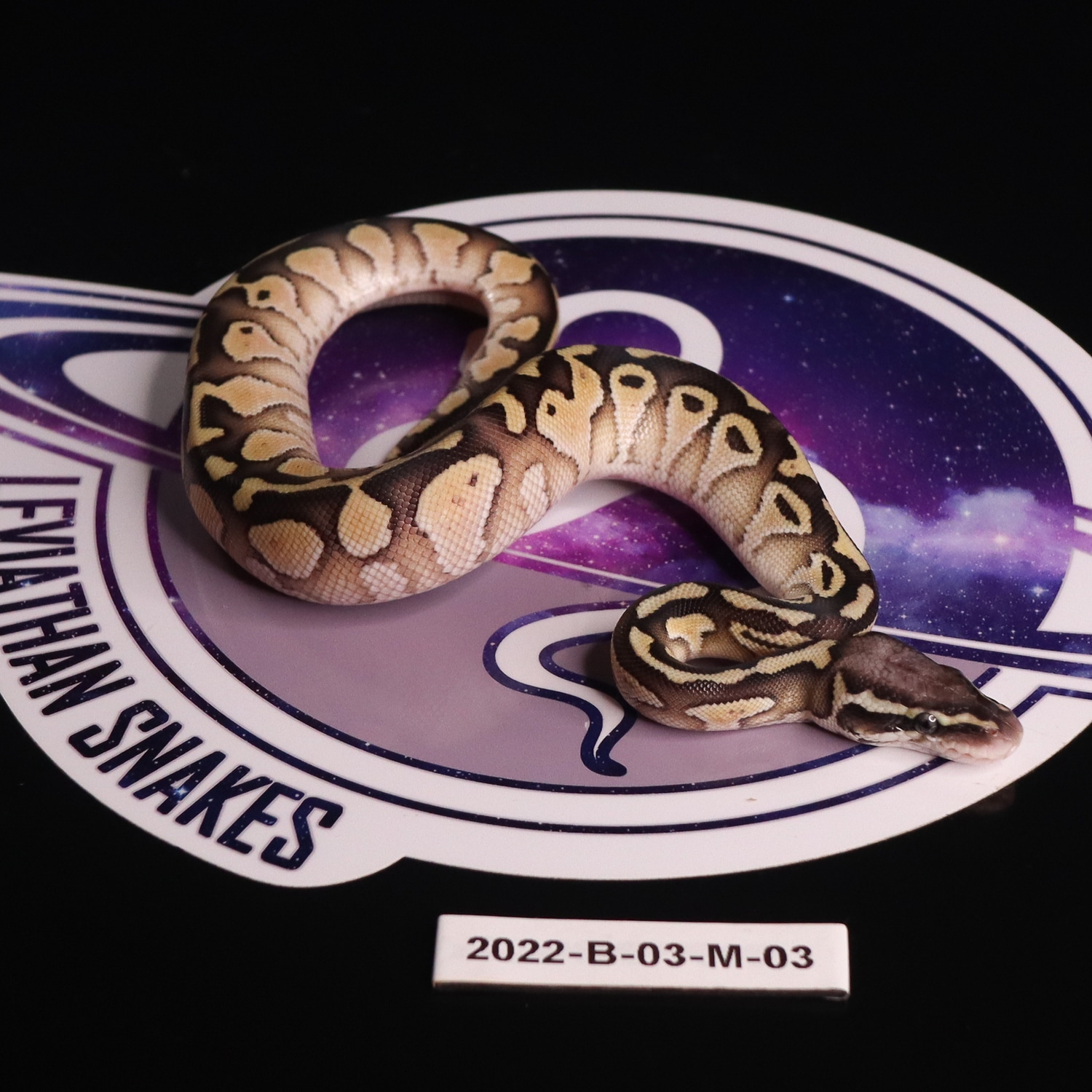Pastel Butter 50% Het Hypo Ball Python by Leviathan Snakes - MorphMarket