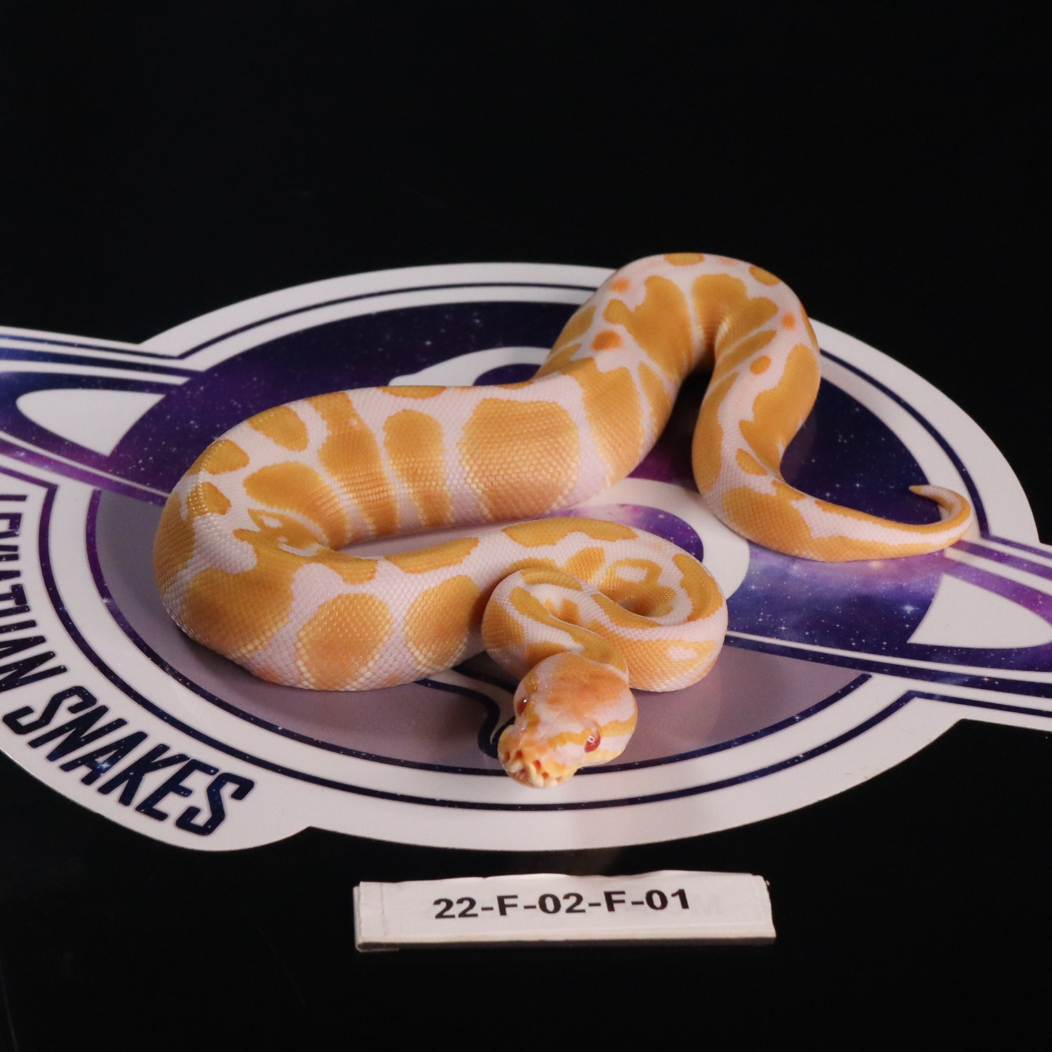 Toffino Ball Python by Leviathan Snakes - MorphMarket