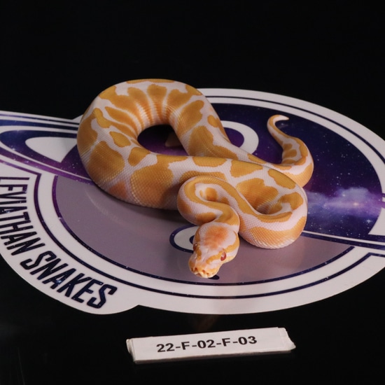 Toffino Ball Python by LEVIATHAN