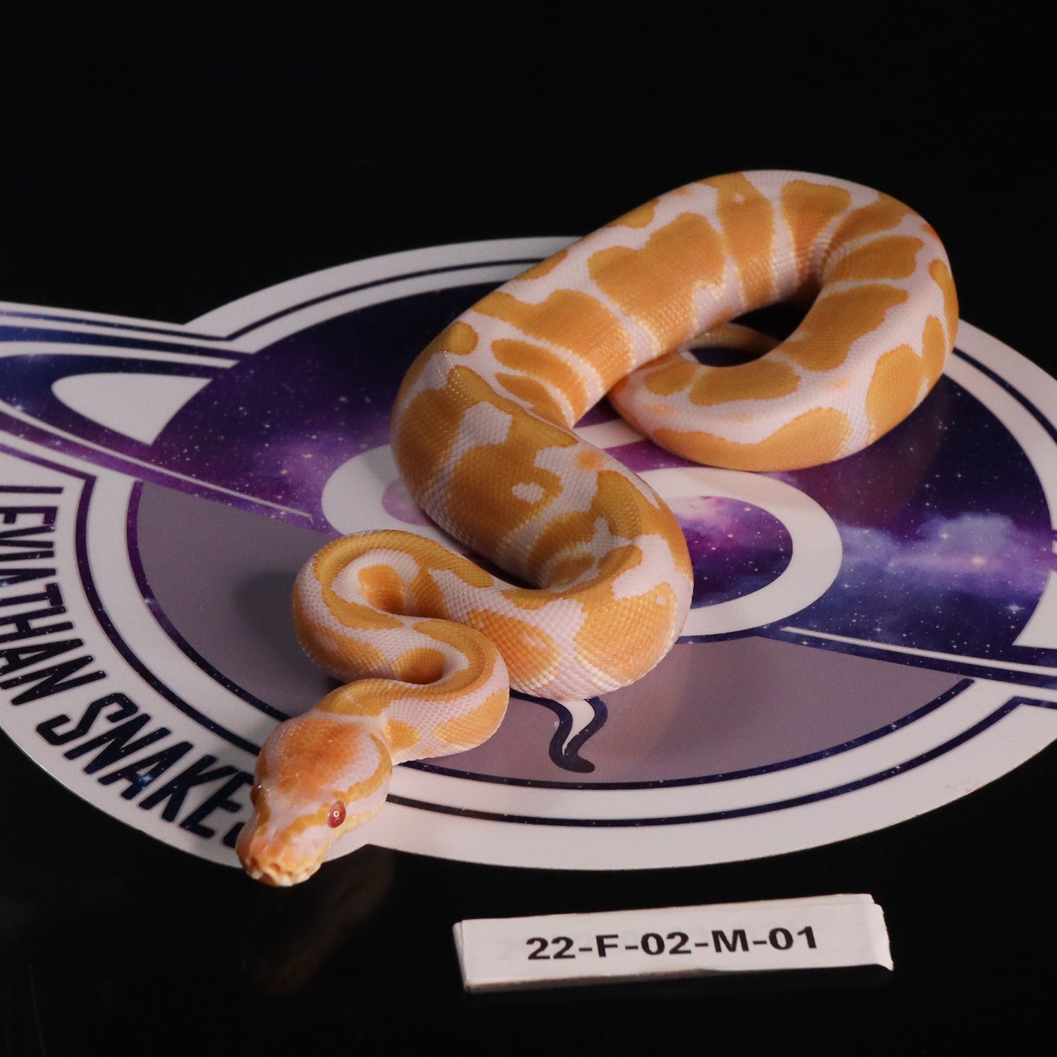Toffino Ball Python by Leviathan Snakes - MorphMarket