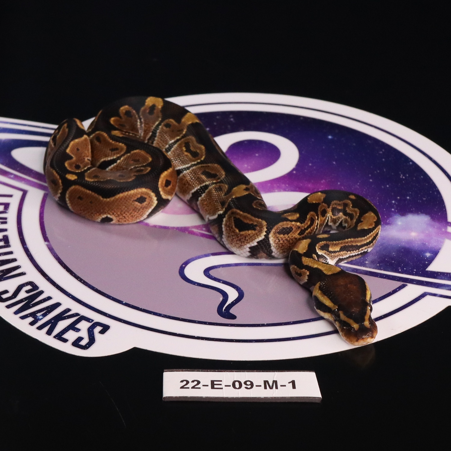 Male DH Sunset Clown Ball Python by Leviathan Snakes - MorphMarket