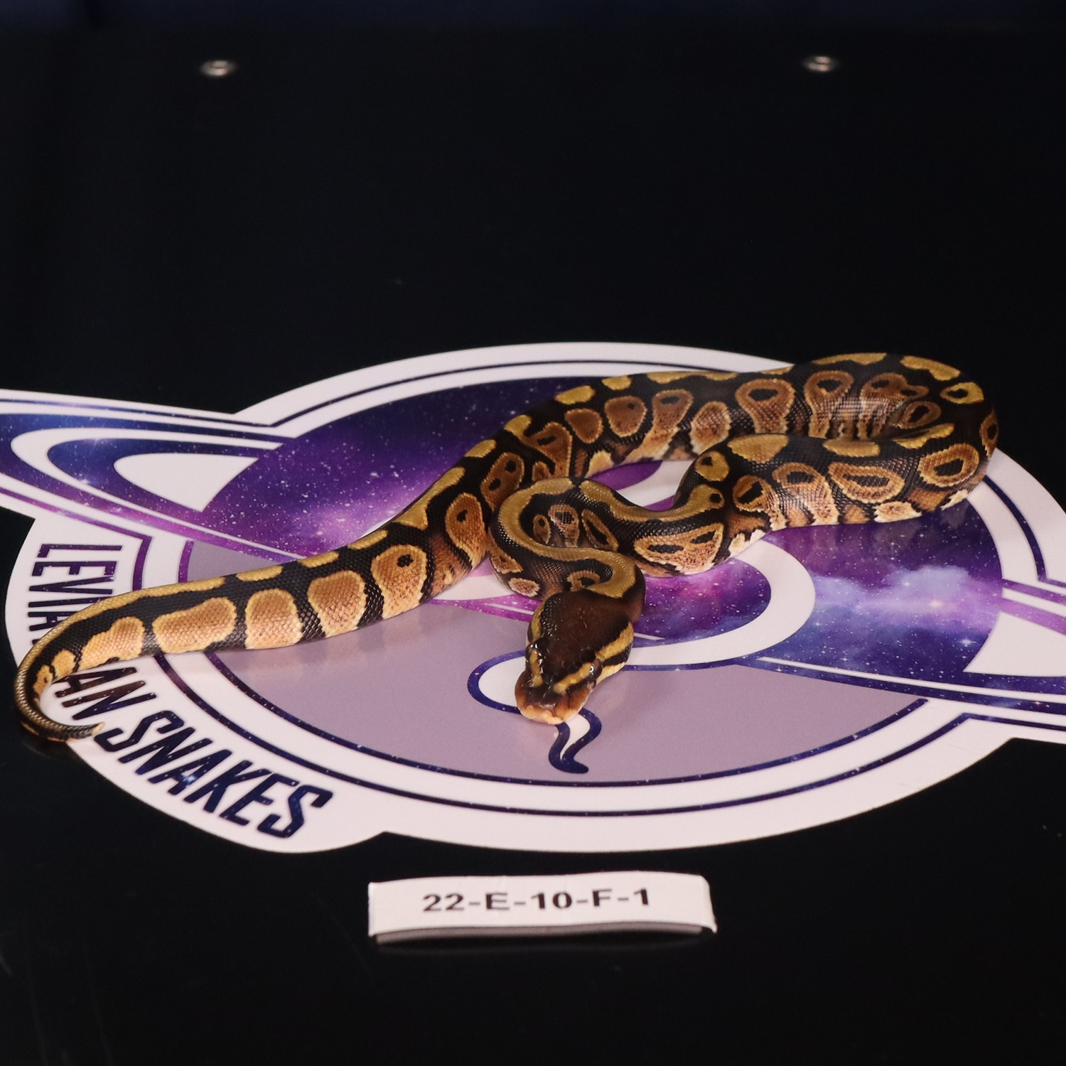 Red Stripe YB 100% Het Sunset Ball Python by Leviathan Snakes - MorphMarket