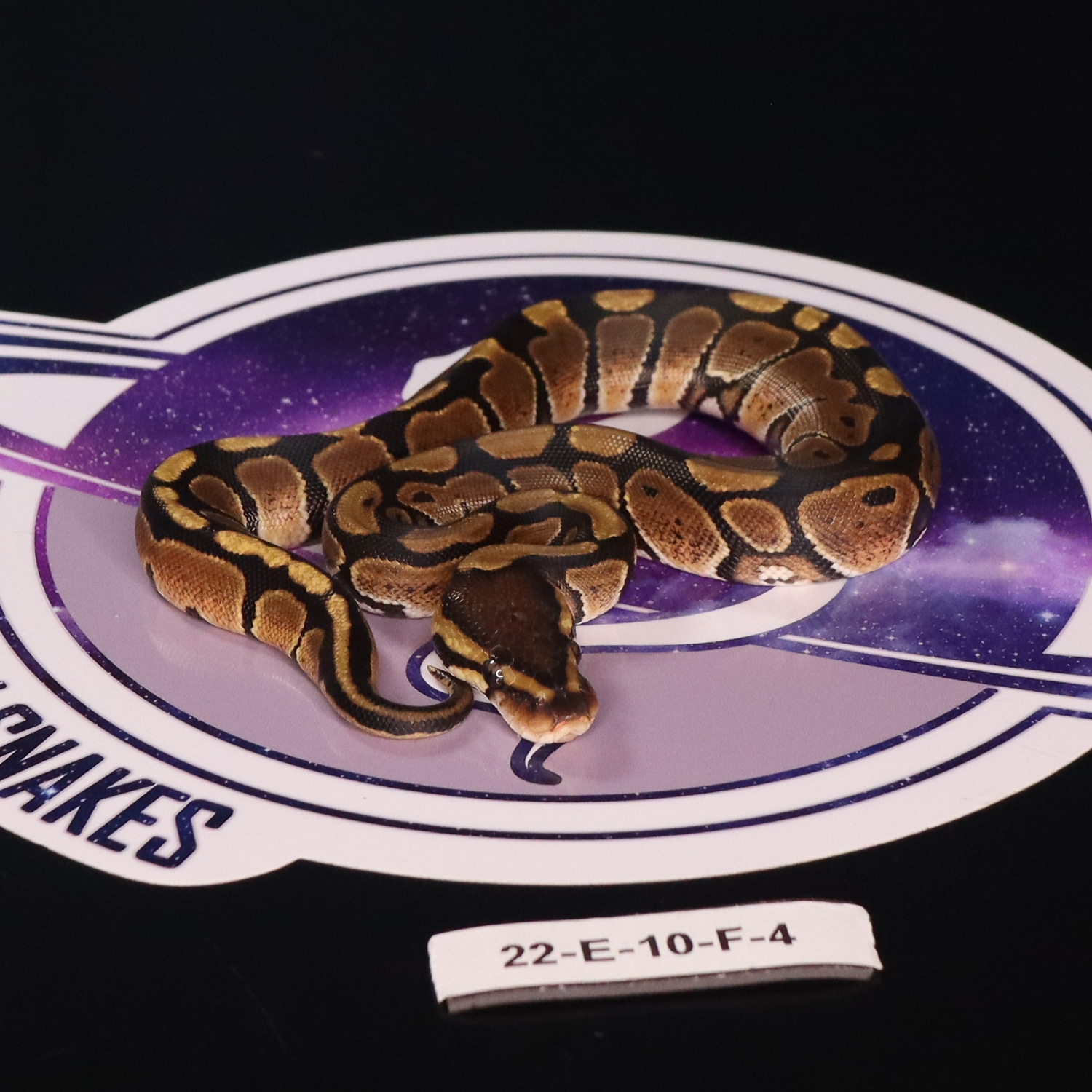 Red Stripe 100% Het Sunset Ball Python by Leviathan Snakes - MorphMarket