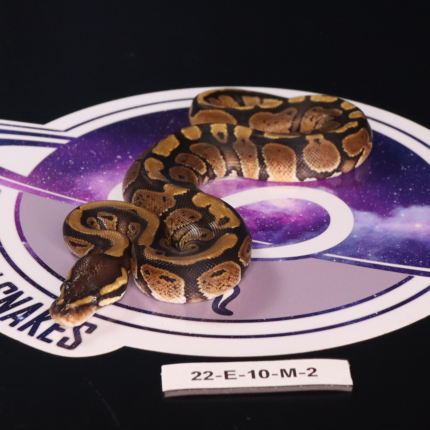 Red Stripe 100% Het Sunset Ball Python by Leviathan Snakes - MorphMarket