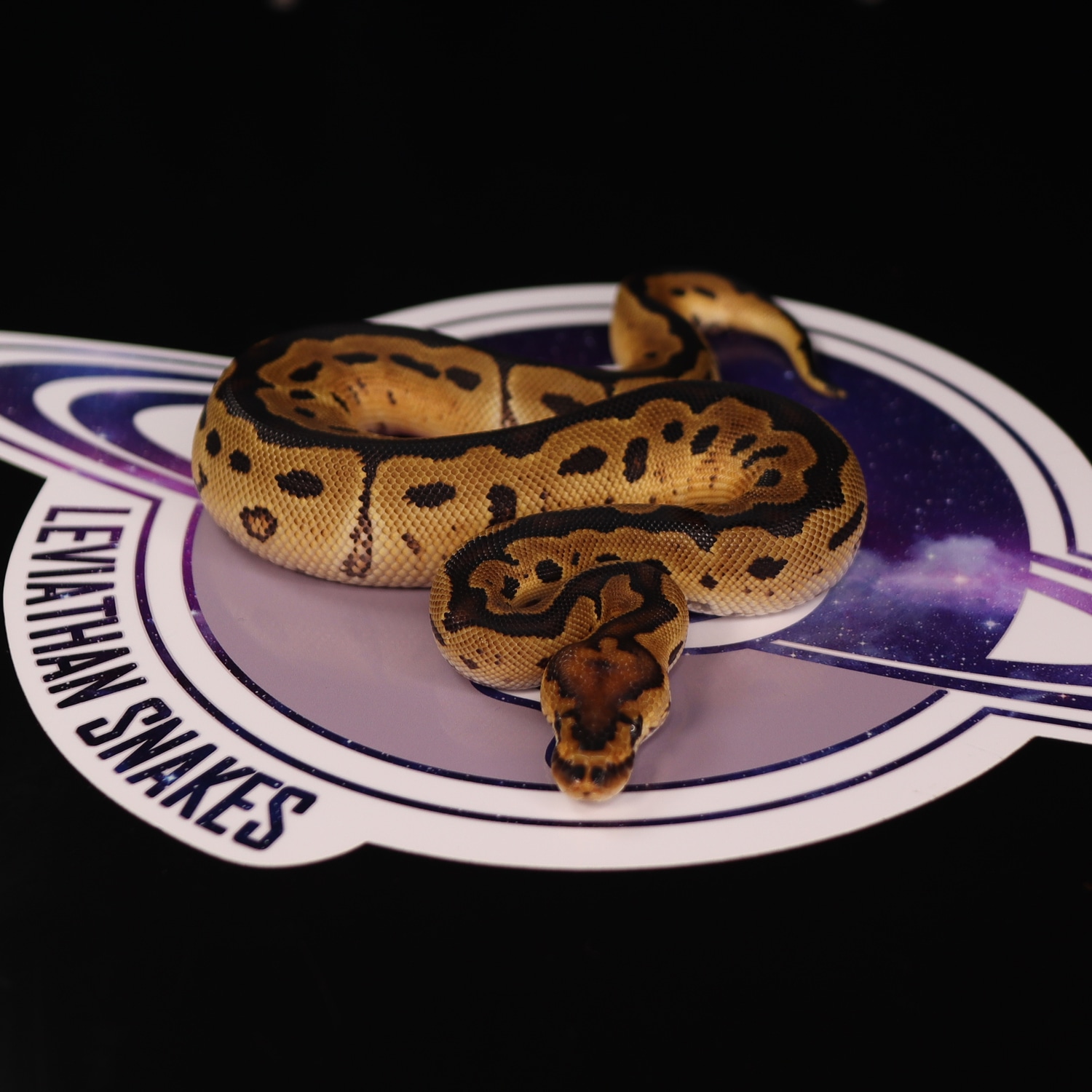Clown Ball Python by Leviathan Snakes - MorphMarket