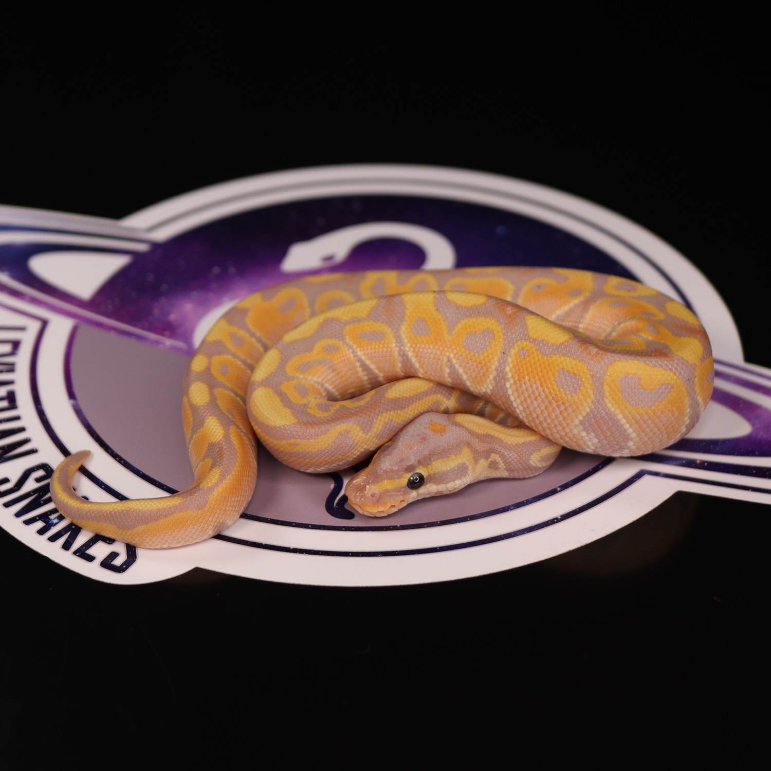 Banana 100% Het Clown Female Maker Ball Python by Leviathan Snakes ...