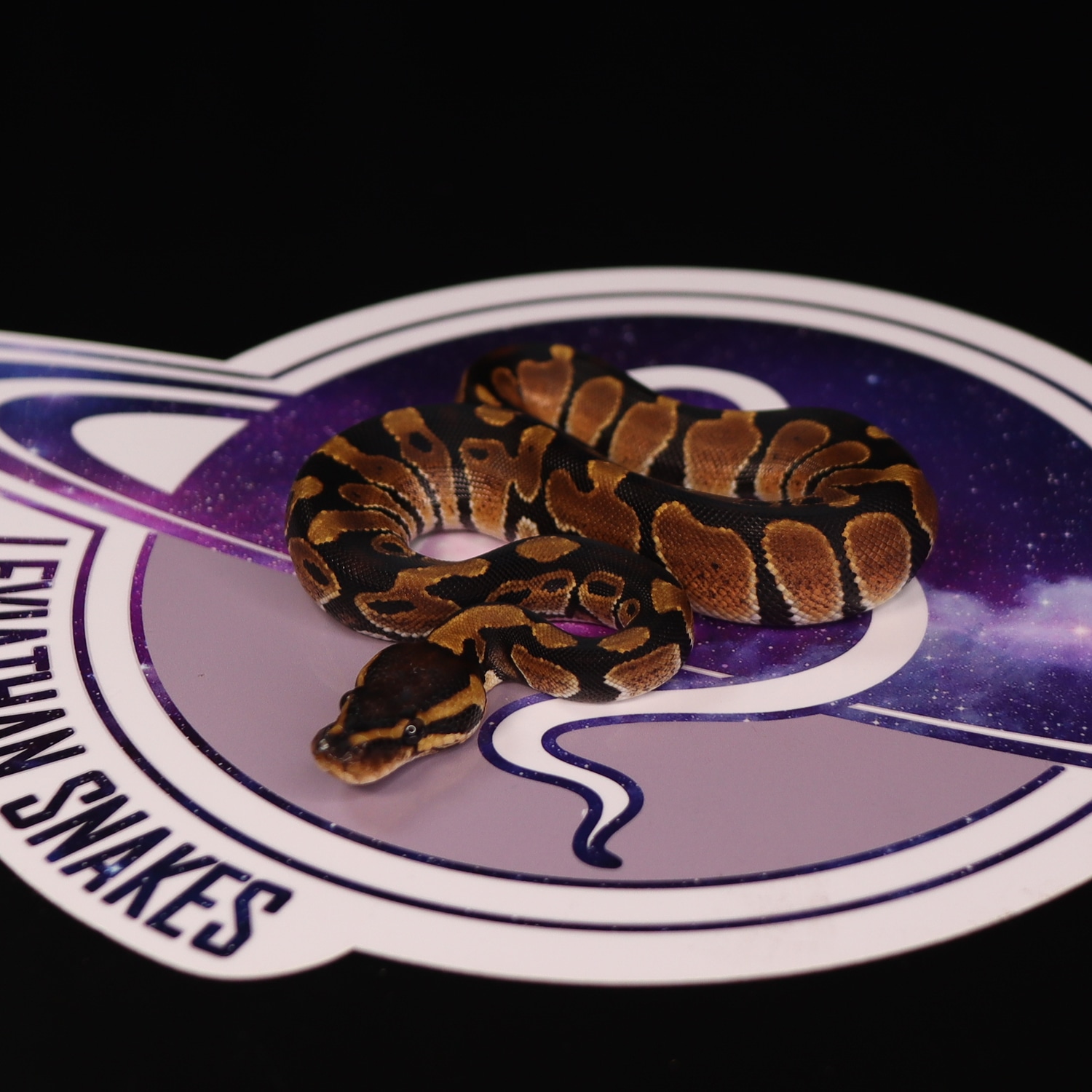100% Het Sunset Ball Python by Leviathan Snakes - MorphMarket