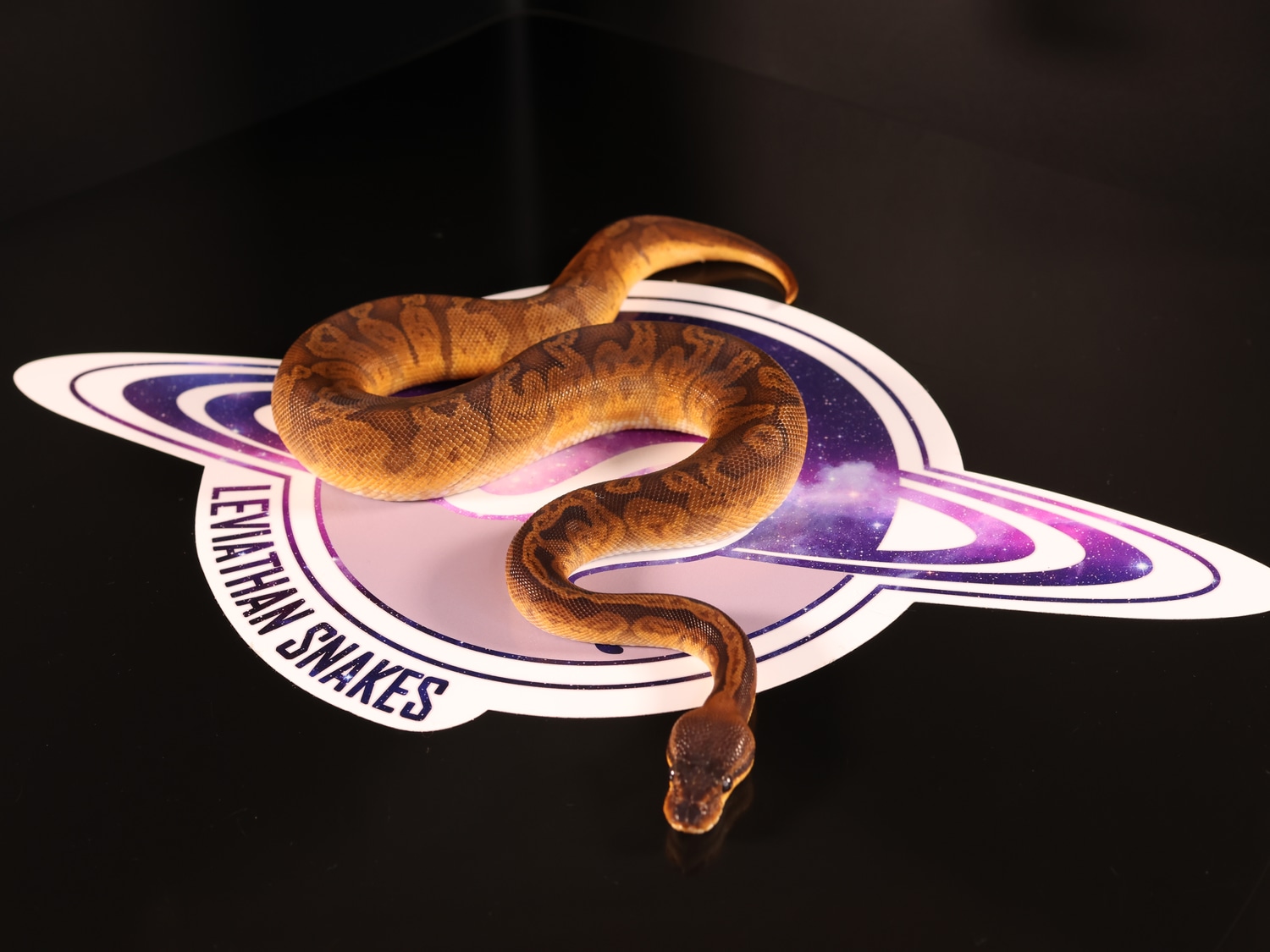 Sunset Ball Python by Leviathan Snakes - MorphMarket