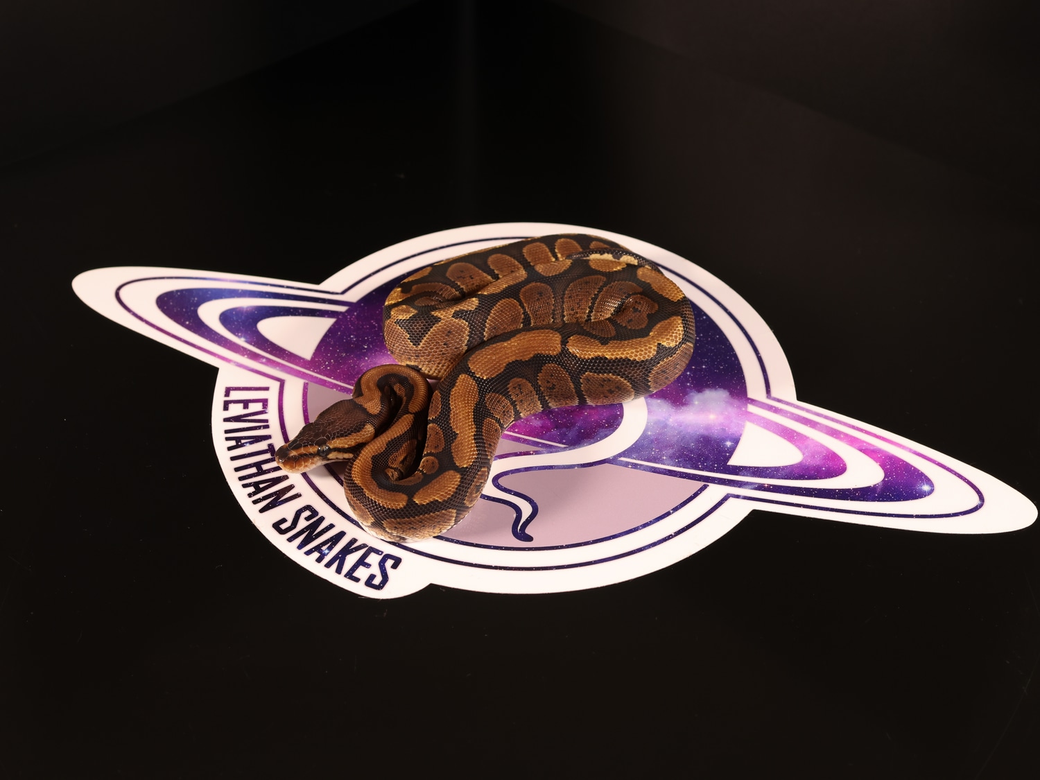 Red Stripe 100% Het Sunset Ball Python by Leviathan Snakes - MorphMarket