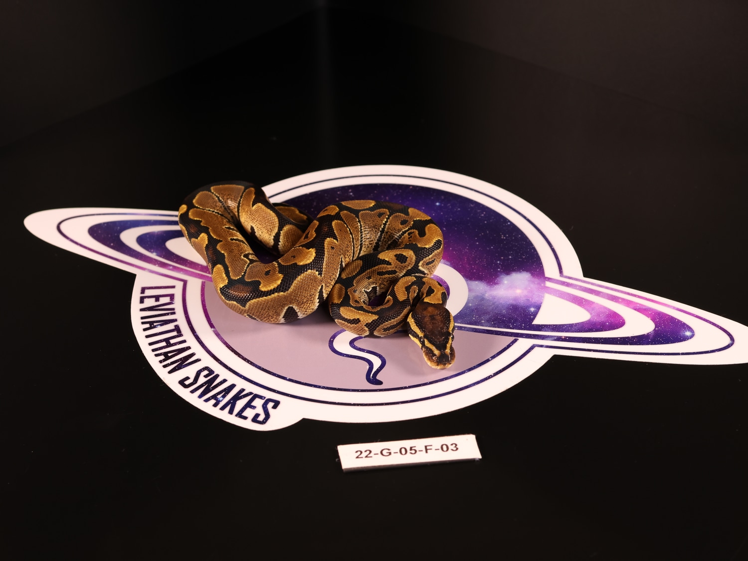 Fire 100% Het Axanthic (VPI) Ball Python by Leviathan Snakes - MorphMarket