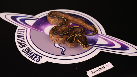 Freeway Ball Python by LEVIATHAN