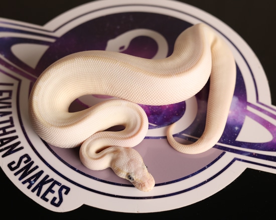 Butter Mystic 50% Het Hypo Ball Python by LEVIATHAN