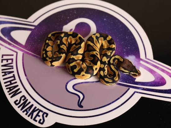 Pastel X-treme Gene Het Sunset Ball Python by Leviathan Snakes