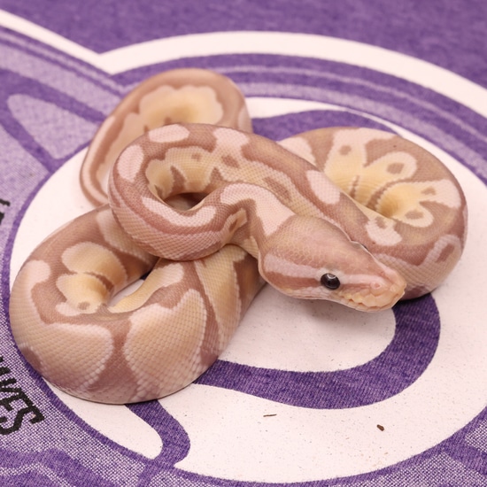 Banana Enchi Axanthic (VPI) Ball Python by LEVIATHAN