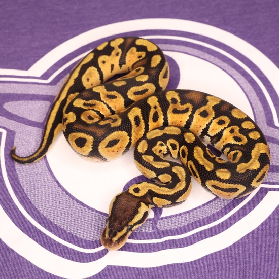 Pastel Het Sunset Het Puzzle Ball Python by LEVIATHAN