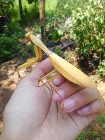 Golden Mantis (Hierodula Venosa) L4 Nymphs by L&L Mantises and Spiders