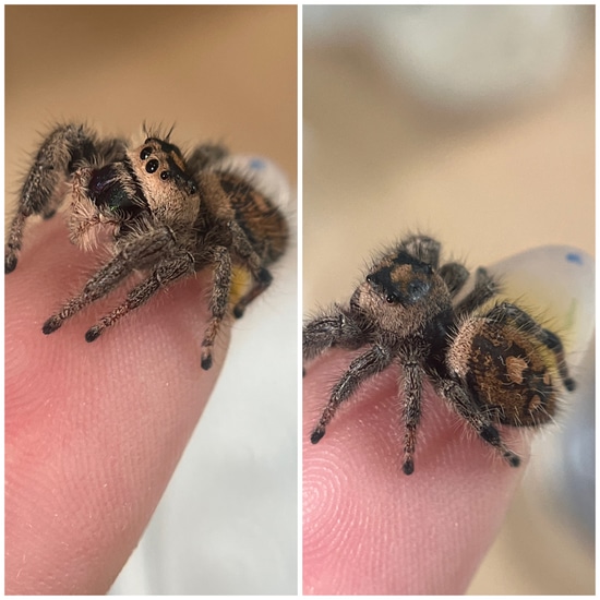 Adult Female Gravid Regal #1 Jumping Spider by L&L Mantises and Spiders