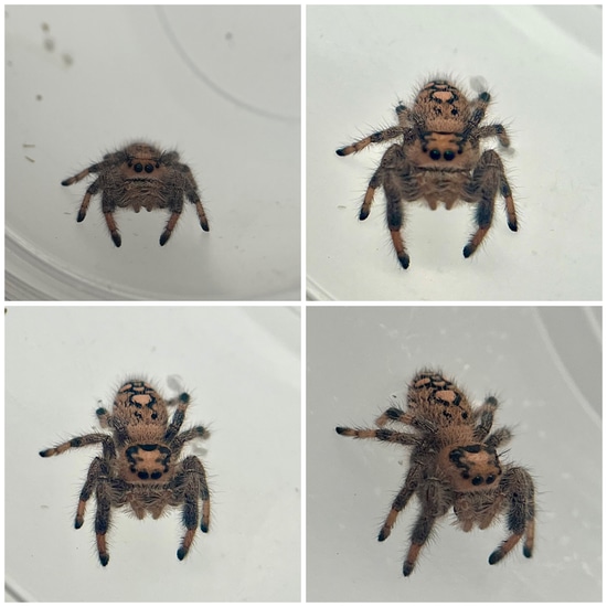 Juvenile Peach Regal Jumping Spider R1 by L&L Mantises and Spiders