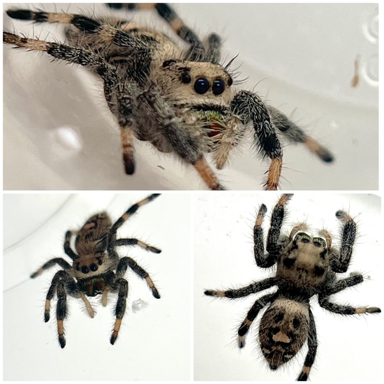 I7 Juvenile Regal Jumping Spider B5 by L&L Mantises and Spiders