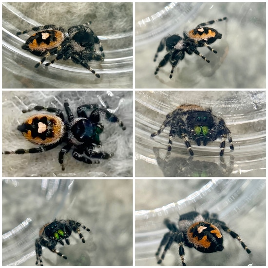 Adult Female Bryantae Bold Jumping Spider C1 by L&L Mantises and Spiders