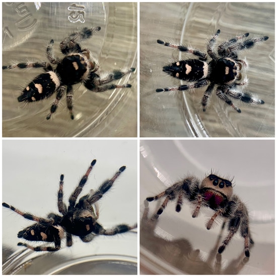 Adult Female Regal Jumping Spider M5 by L&L Mantises and Spiders