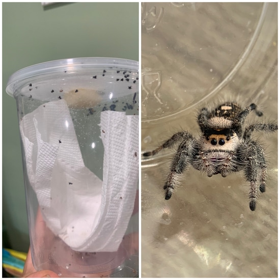 Hatched Regal Jumping Spider Eggsack by L&L Mantises and Spiders