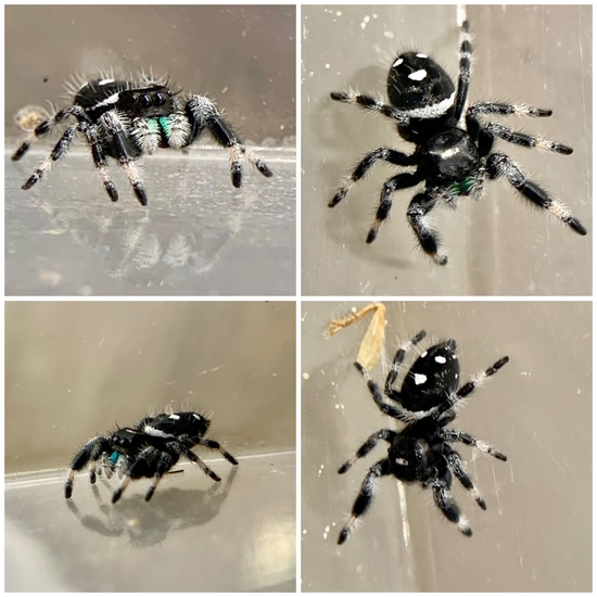 I7 Juvenile Male Regal Jumping Spider B33 by L&L Mantises and Spiders