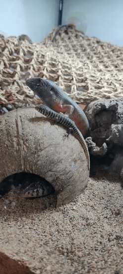 Kenyan Zebra Skinks More Skink by Evergreen Reptiles