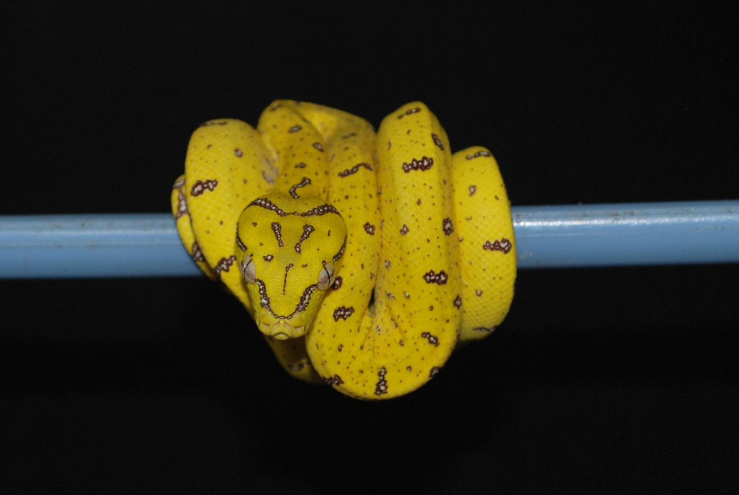 Baby ARU Green Tree Python by The Snake Shack - MorphMarket