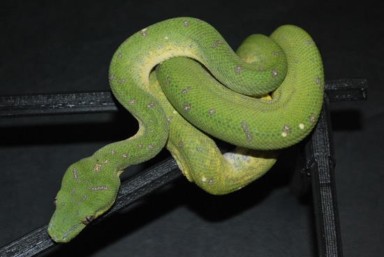 US CB Baby ARU Green Tree Python by The Snake Shack