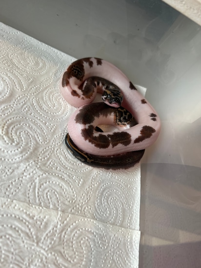 Piebald Het 66% Caramel Burmese Python by Morph Paradise