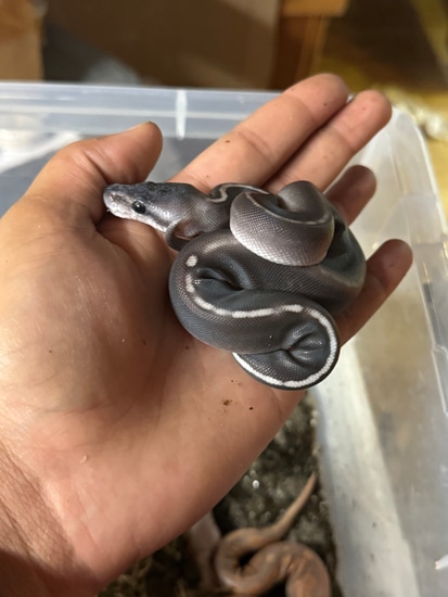 Ghi Mojave Cinnamon Poss. Fire Ball Python by Lewis’ Reptiles and Exotics